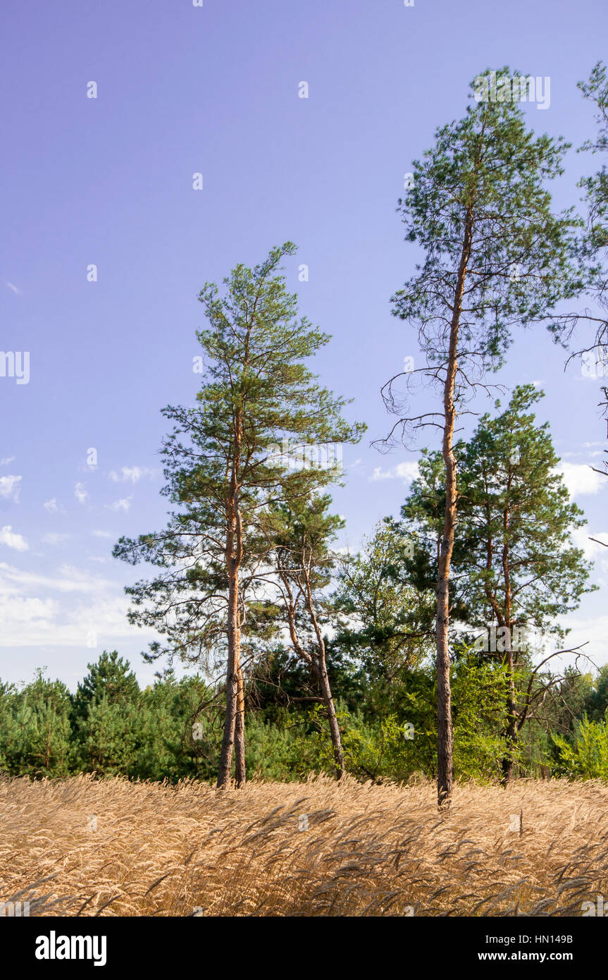 Wild angle view at the pine trees in forest Stock Photo - Alamy