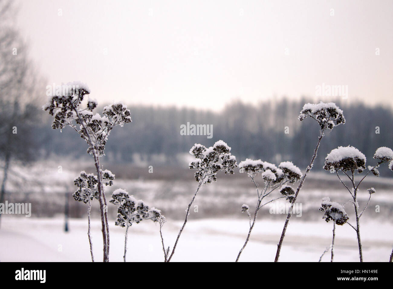 snowy winter sunset in the city, the background Stock Photo - Alamy