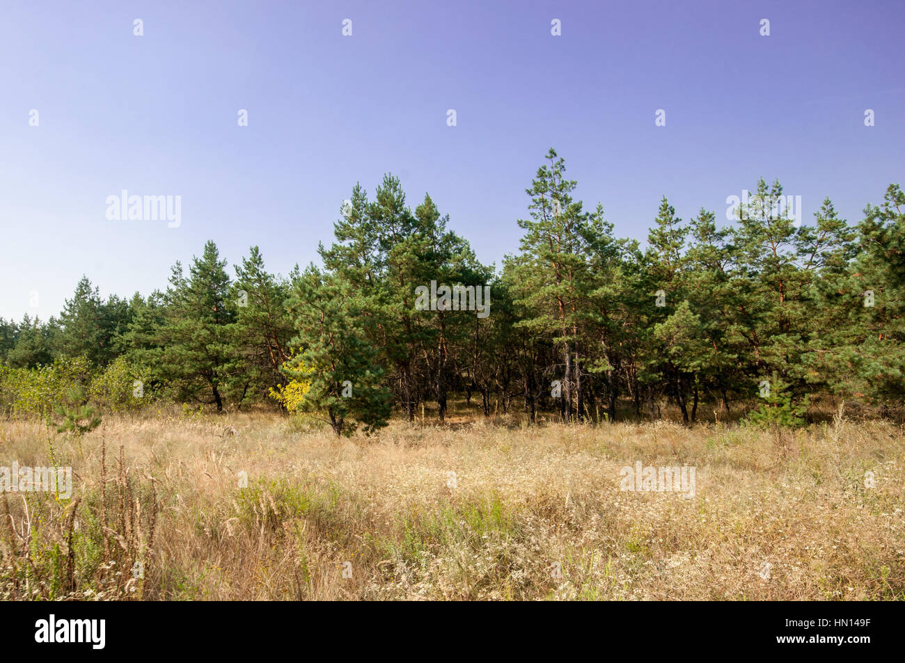 Wild angle view at the pine trees in forest Stock Photo - Alamy