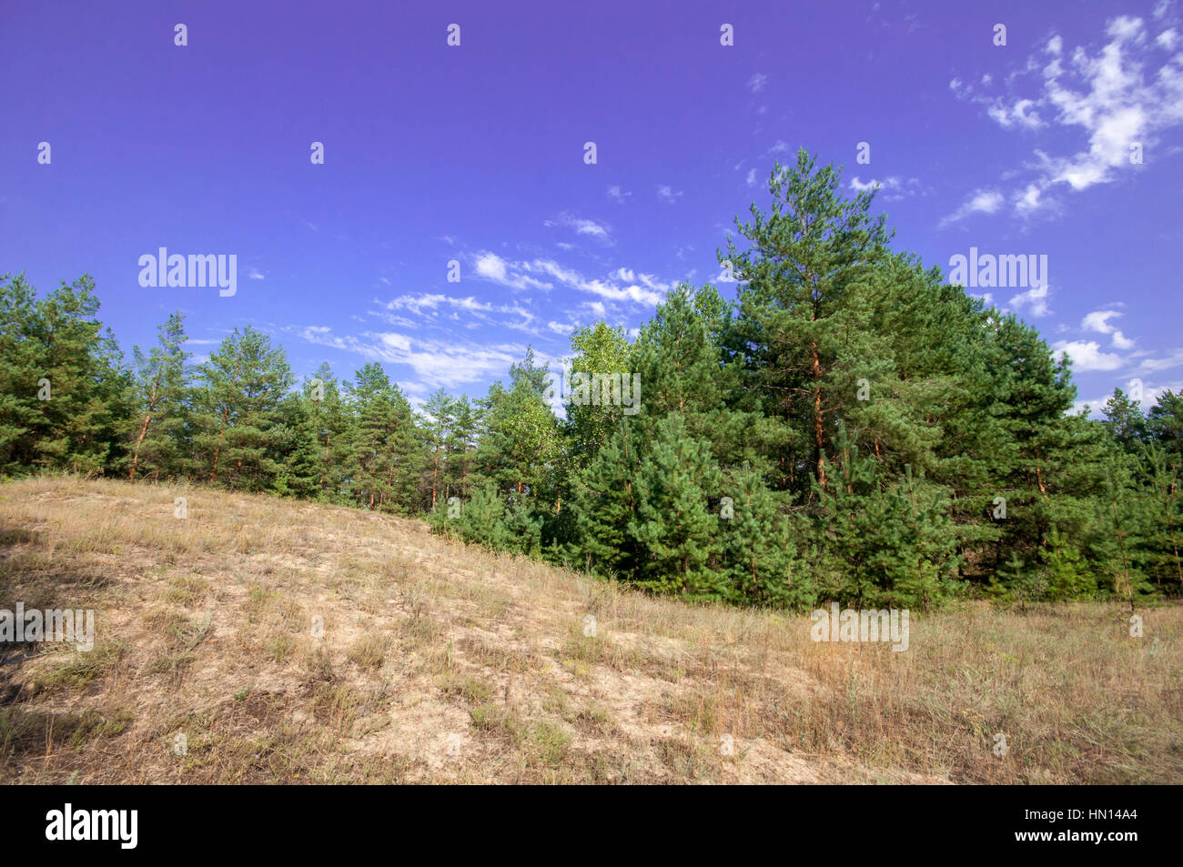Wild angle view at the pine trees in forest Stock Photo - Alamy