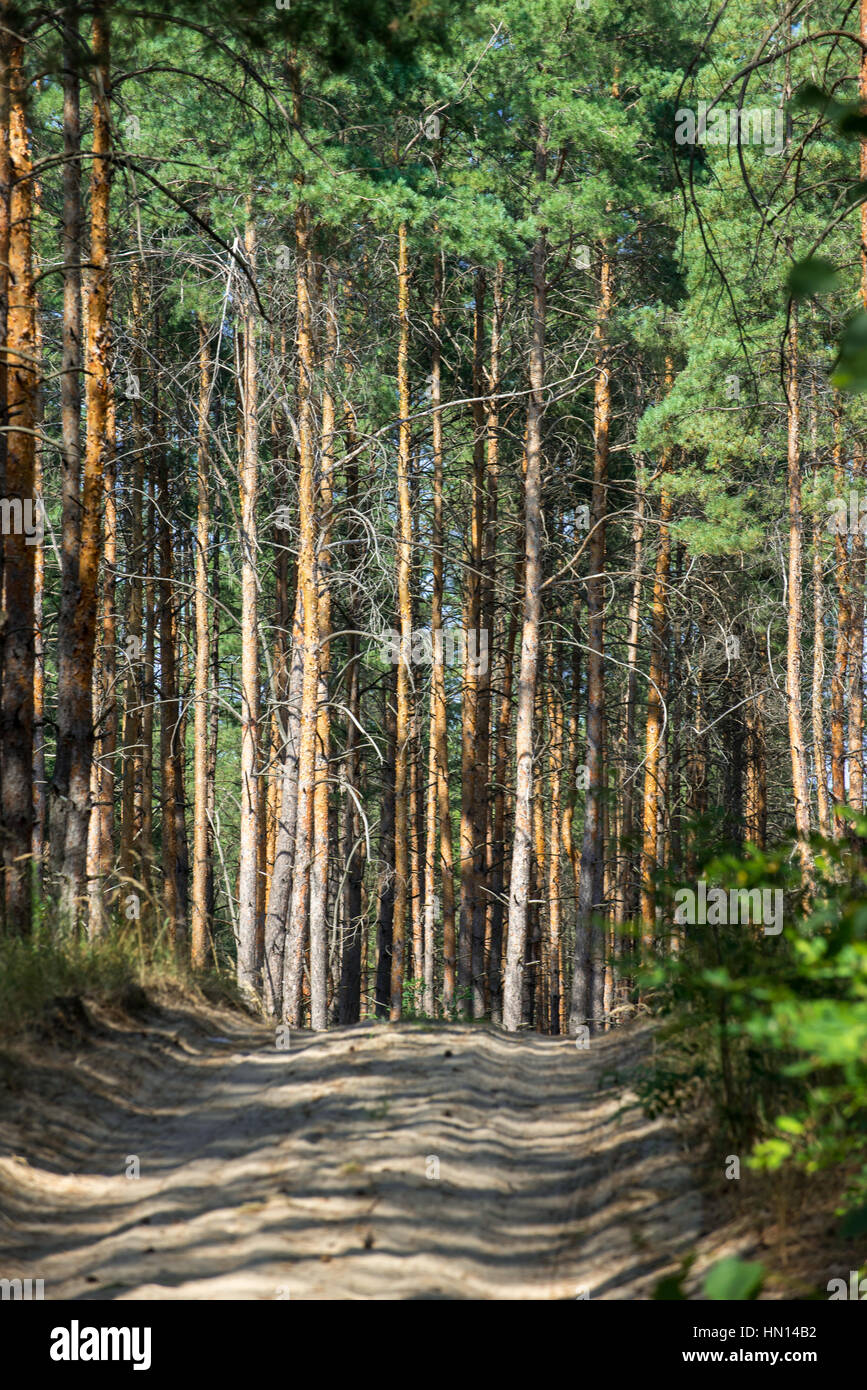 Wild angle view at the pine trees in forest Stock Photo - Alamy