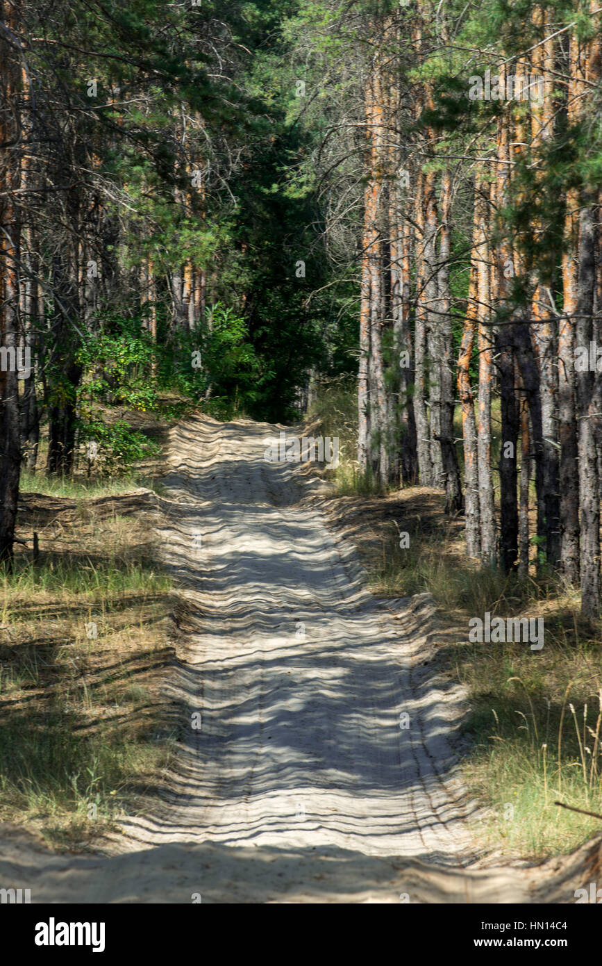 Wild angle view at the pine trees in forest Stock Photo - Alamy