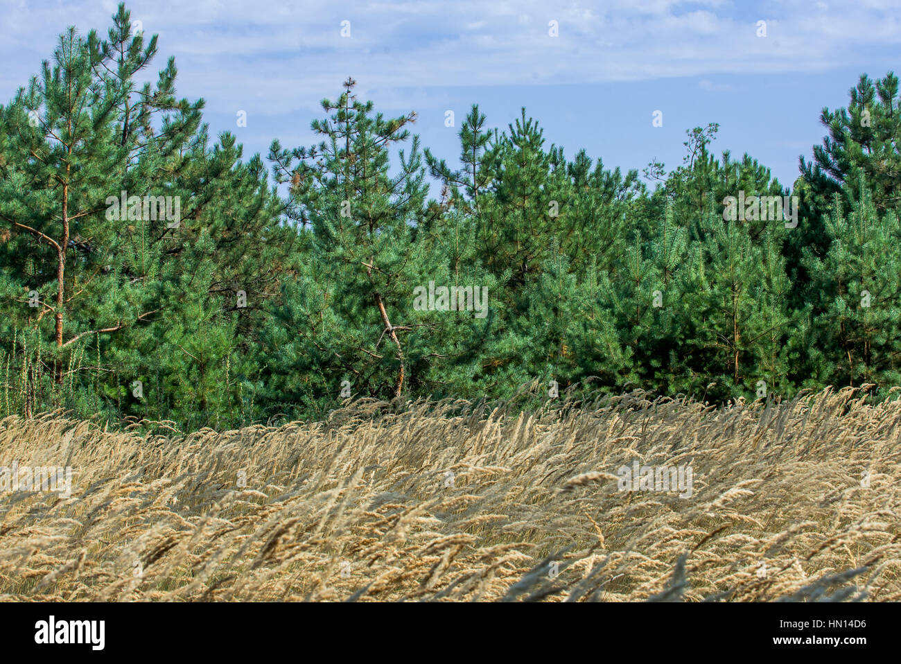 Wild angle view at the pine trees in forest Stock Photo - Alamy