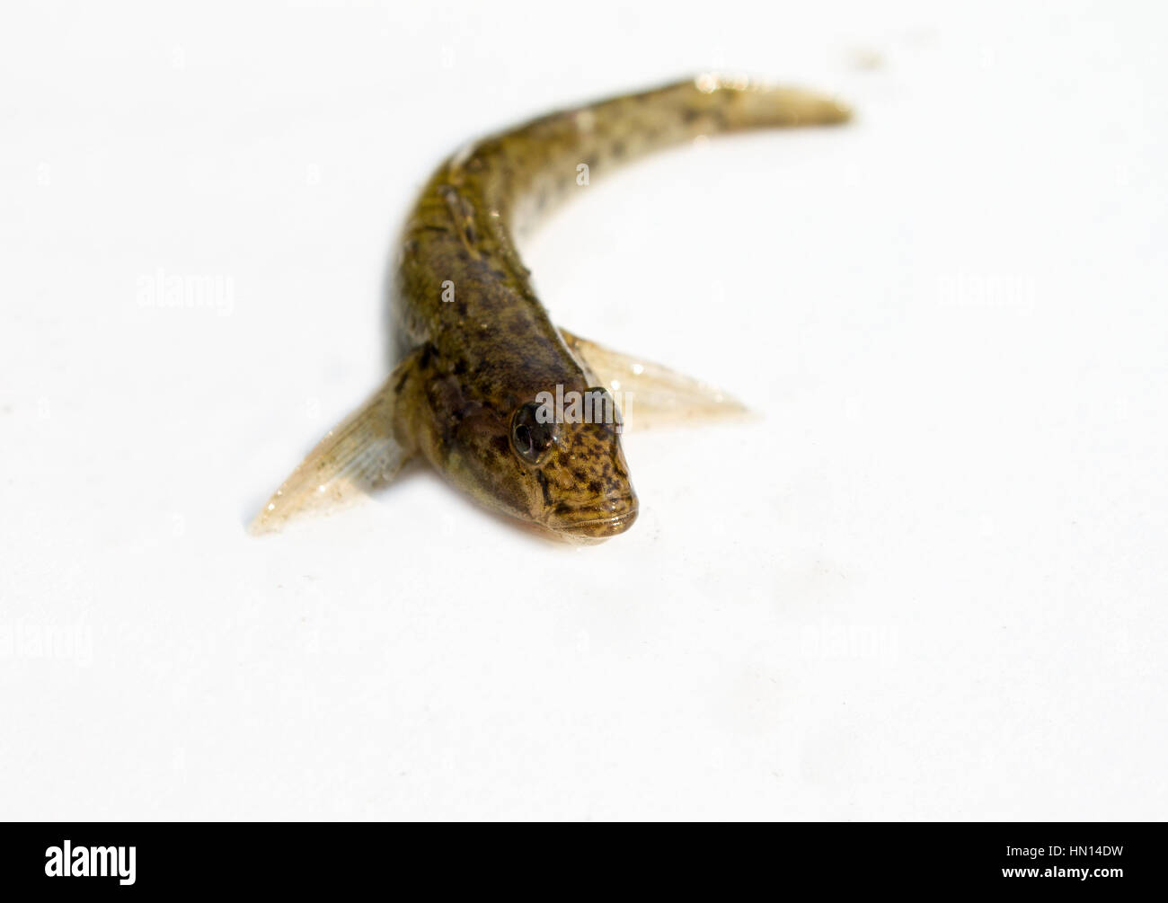 Male female and calf Cut Out Stock Images & Pictures - Alamy