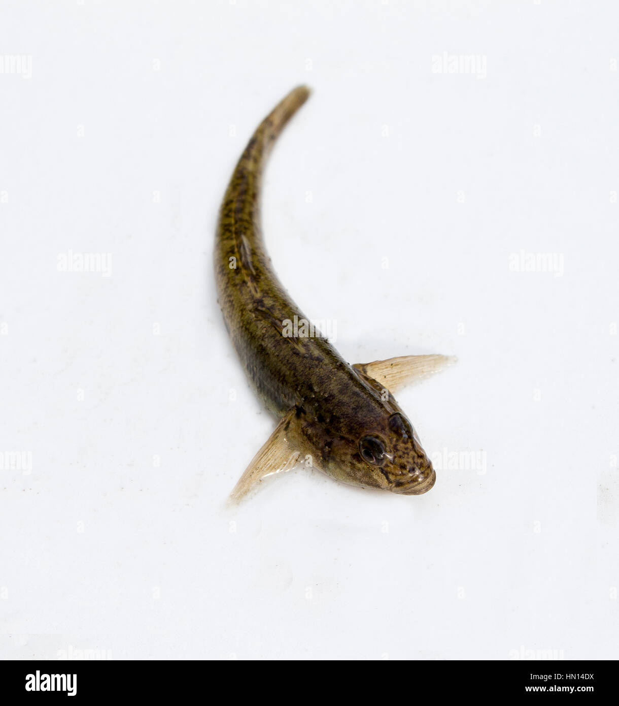 Widespread freshwater fish hi-res stock photography and images - Alamy