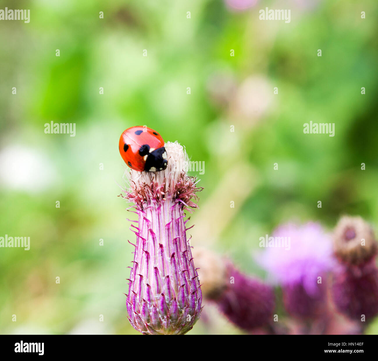 ladybug on a thistle flower in summer,background Stock Photo - Alamy