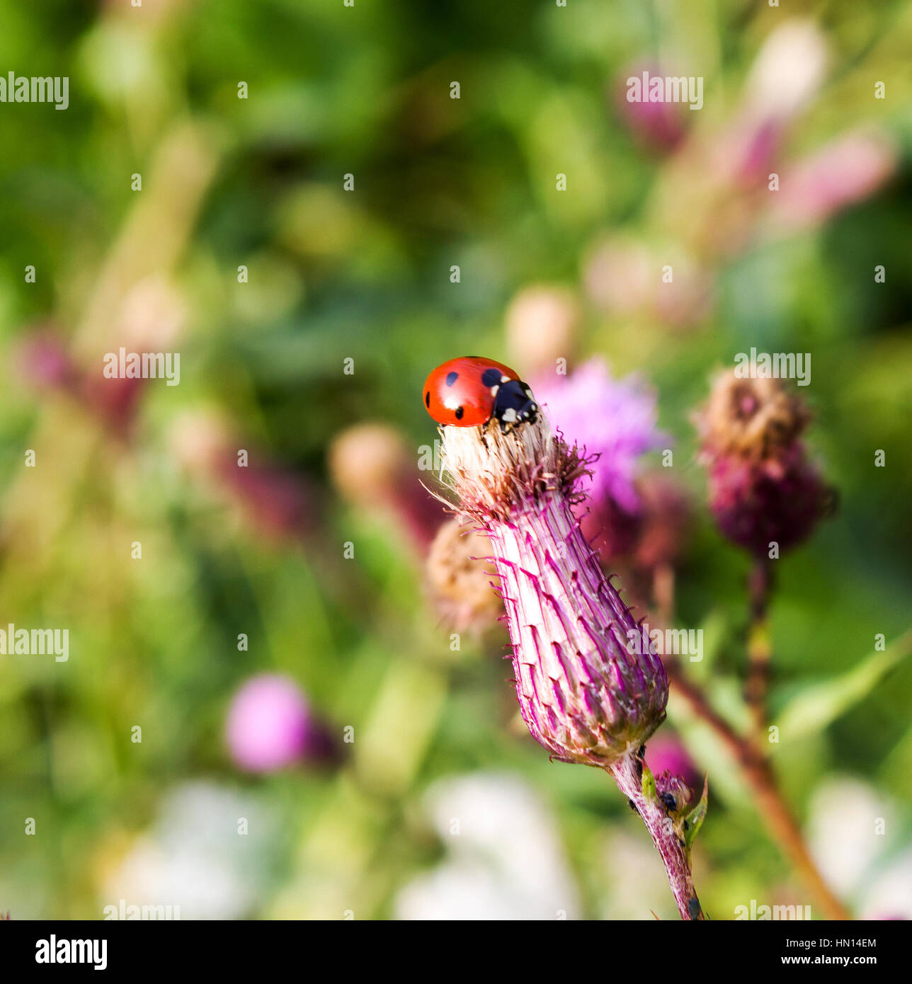 ladybug on a thistle flower in summer,background Stock Photo - Alamy