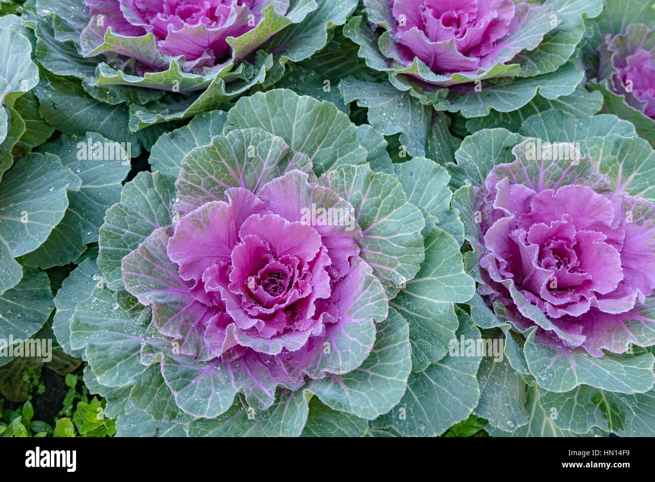 Flowering cabbages, closeup : texture pink and lime,process color Stock ...