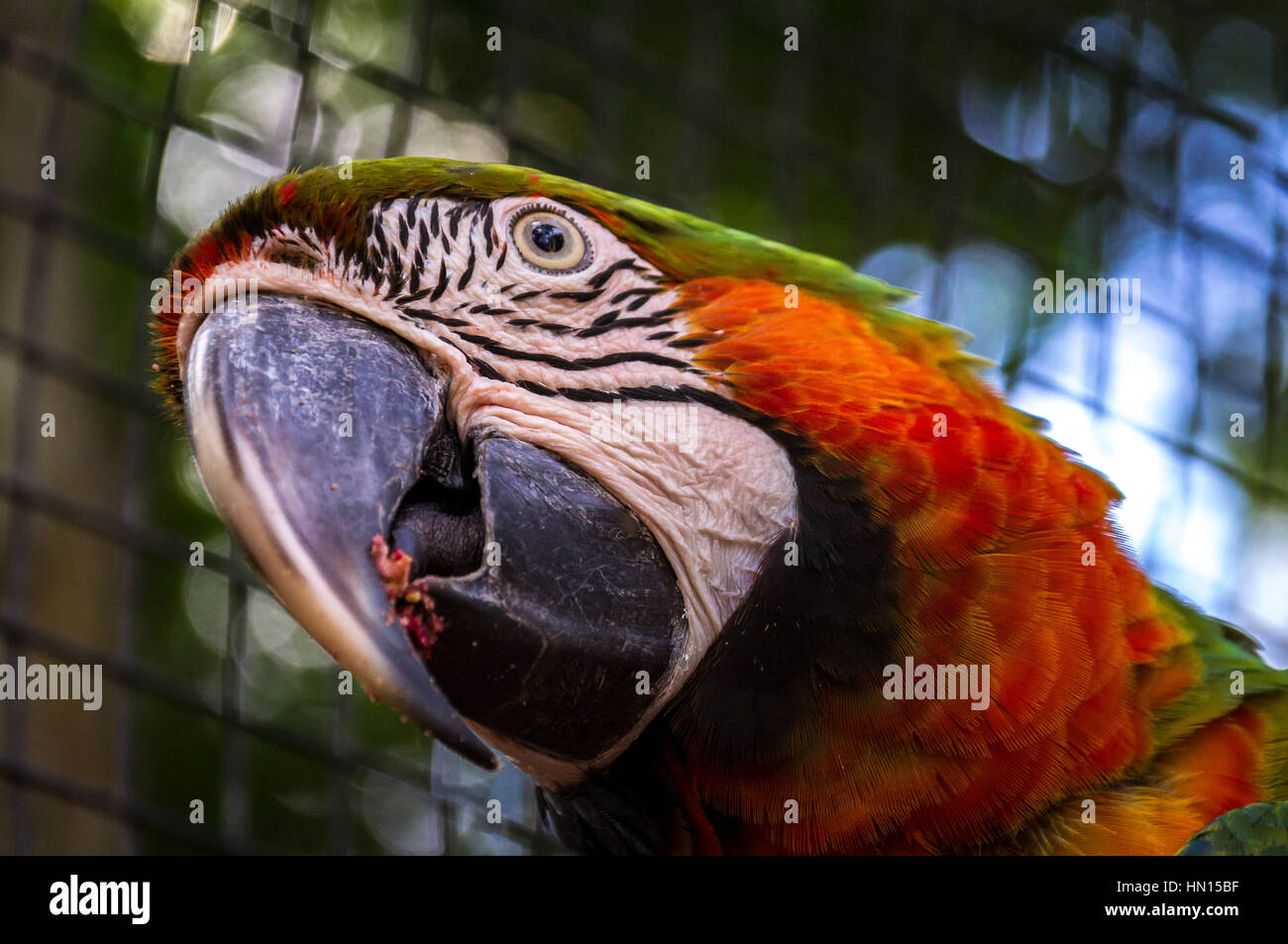 Amazon jungle parrot fly hi-res stock photography and images - Alamy