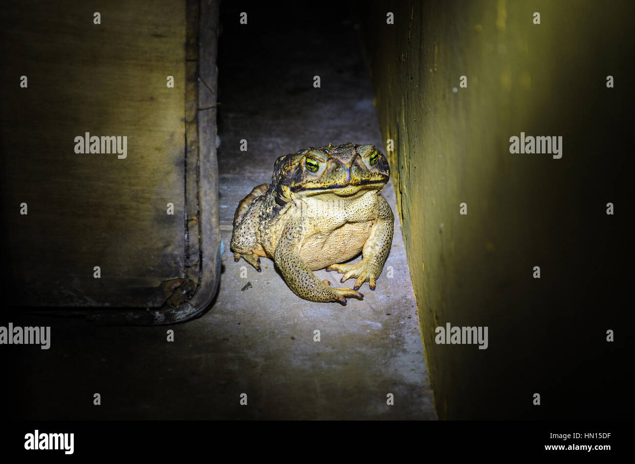 Yellow toad still watching seriously, night scene Stock Photo - Alamy