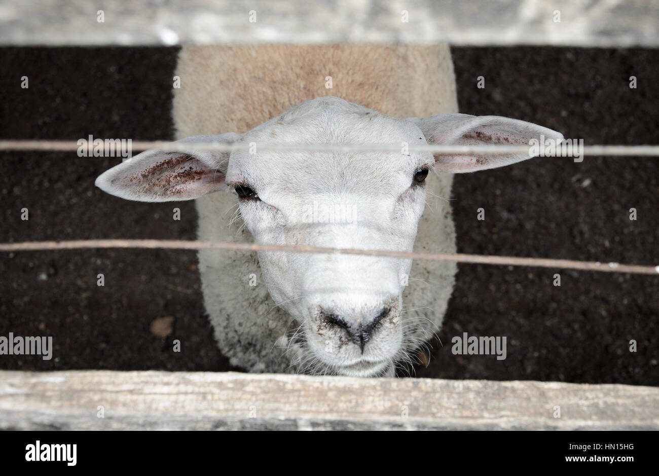 Sheep head through fence hi-res stock photography and images - Alamy