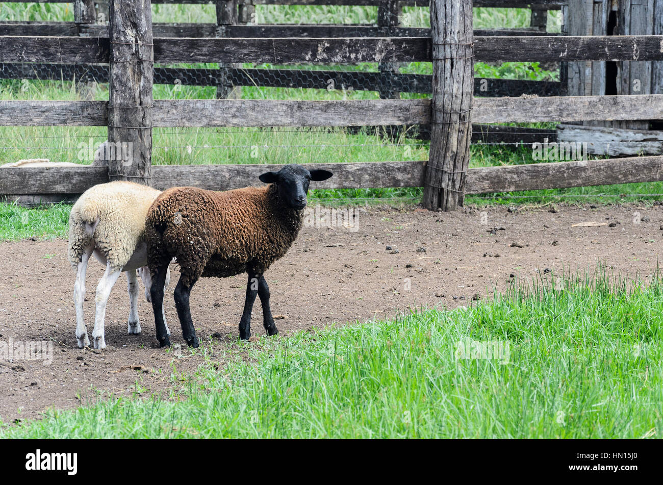Two sheep walking through the farmyard Stock Photo - Alamy
