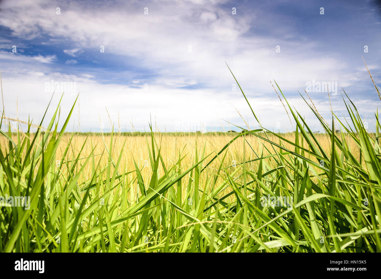Landscape of an open field with green grass Stock Photo - Alamy