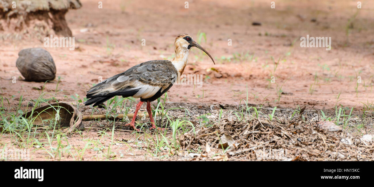 Curicaca bird walking on dirt floor and some grass. Bird with red eyes ...