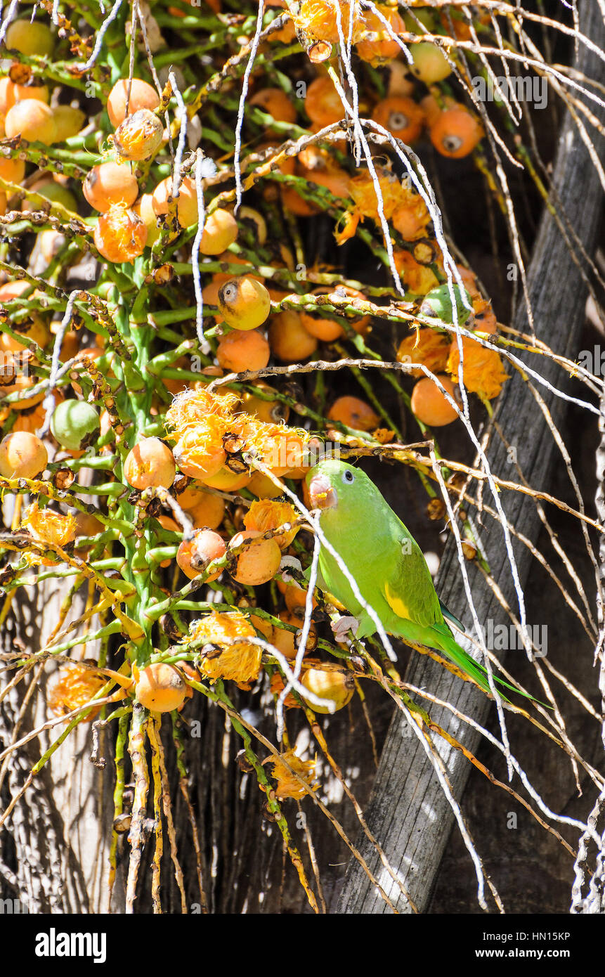 Mini coconuts hi-res stock photography and images - Alamy