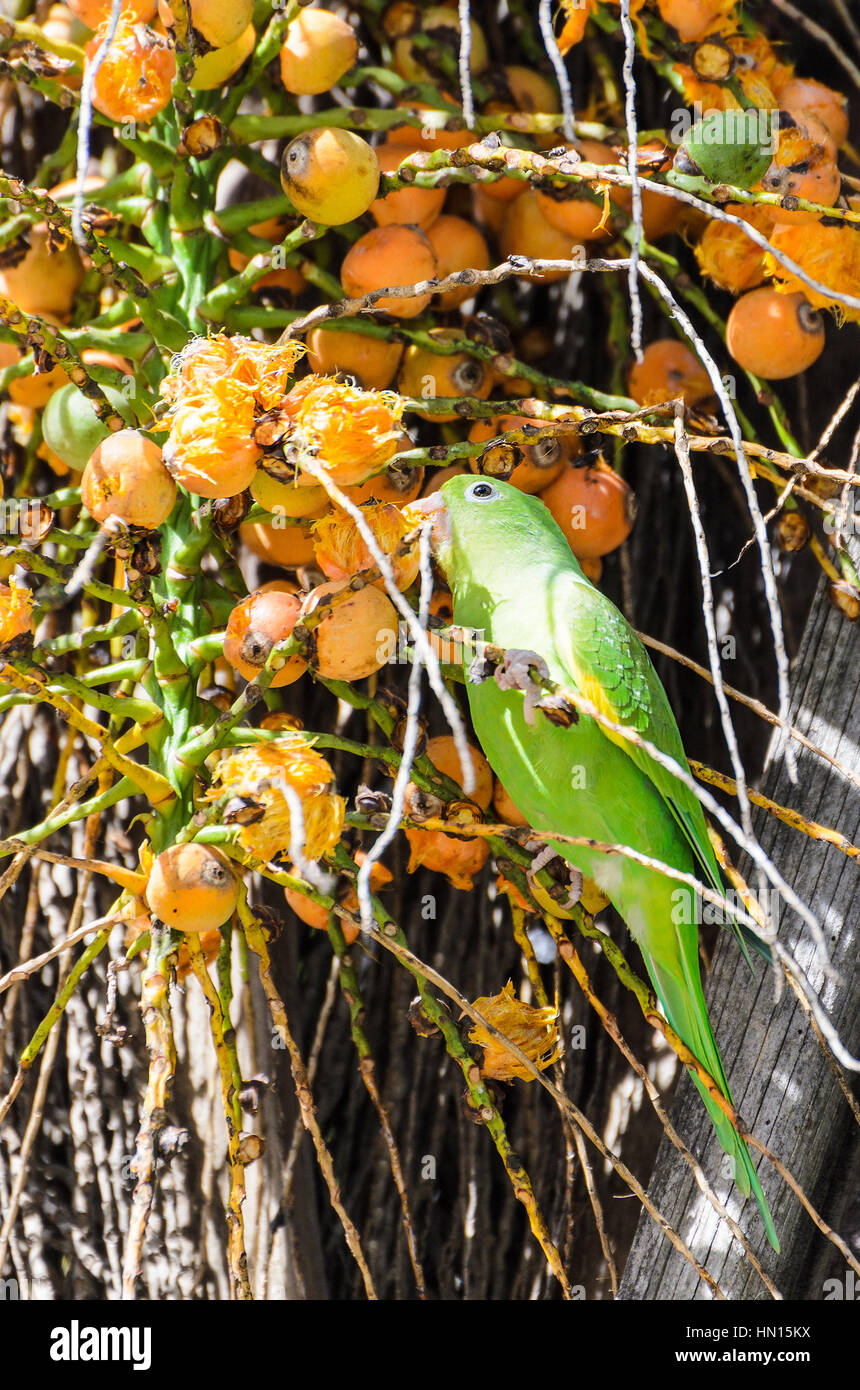 Green Maritaca bird eating some orange mini coconuts Stock Photo - Alamy
