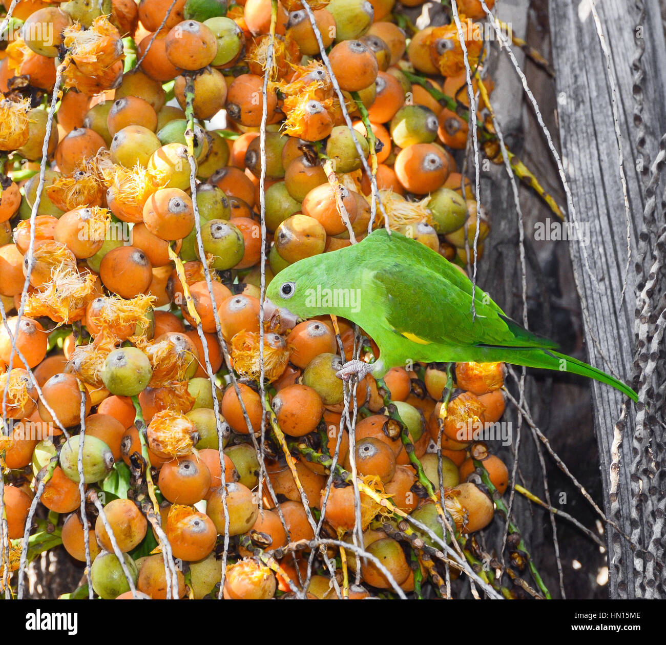 Green Maritaca bird eating some mini coconuts Stock Photo - Alamy