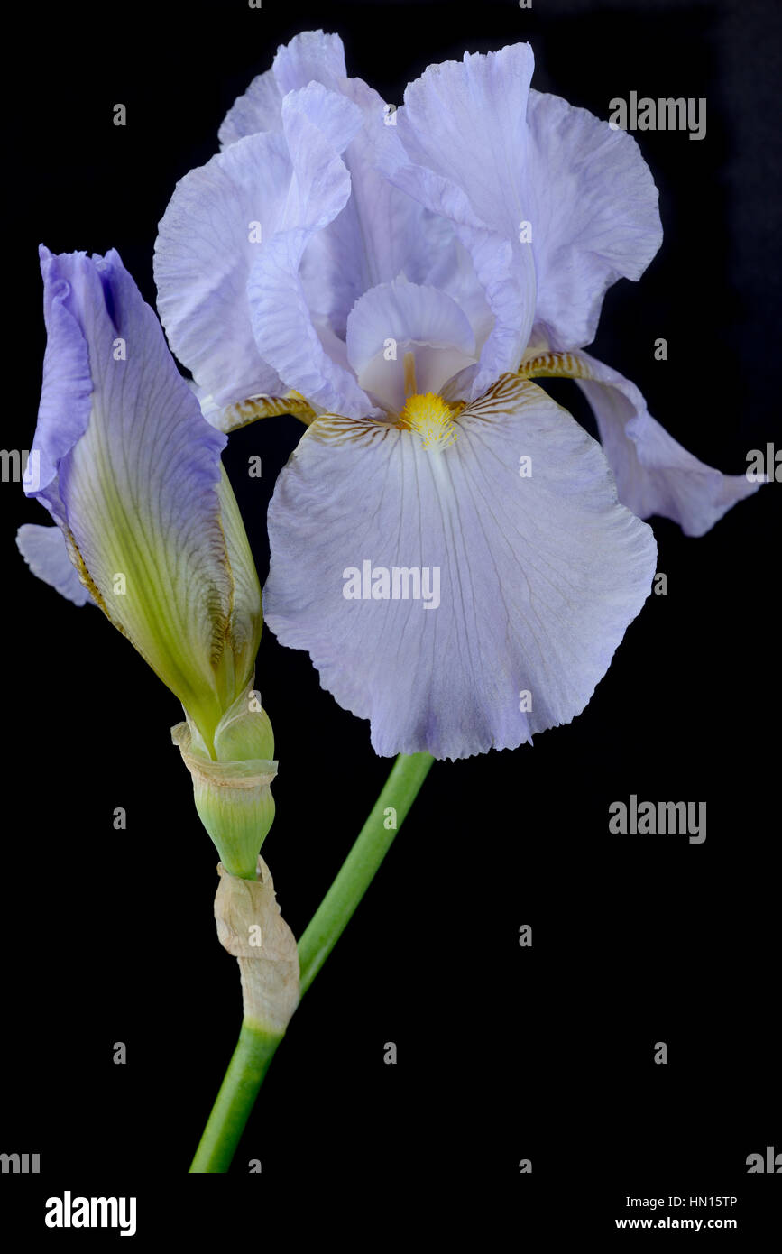 Bearded iris flower hi-res stock photography and images - Alamy