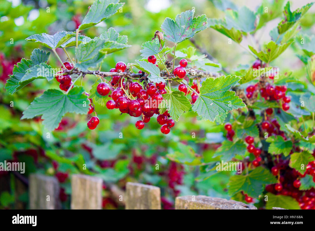 Red currant bush hi-res stock photography and images - Alamy