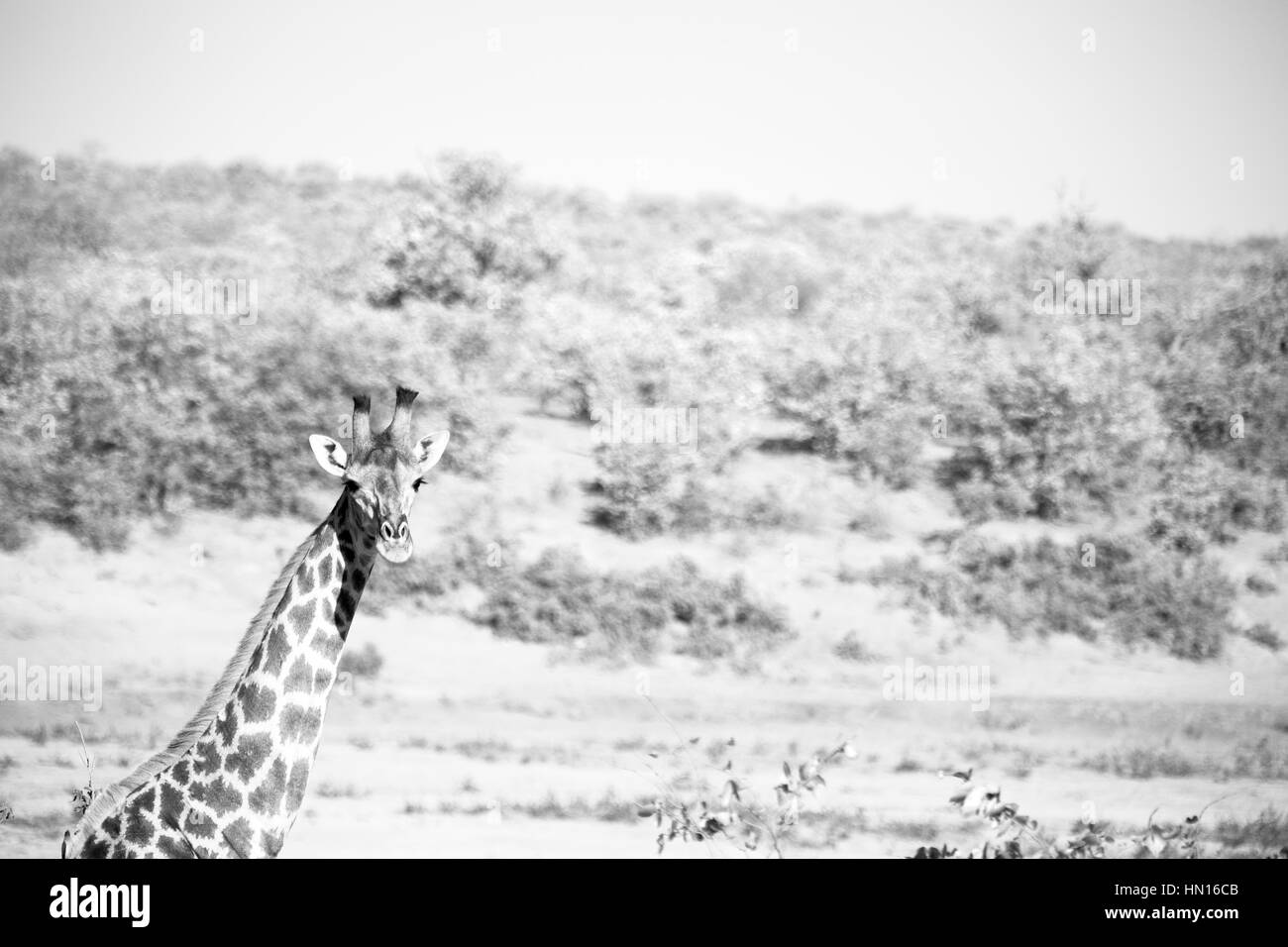 blur in south africa kruger wildlife nature reserve and wild giraffe ...