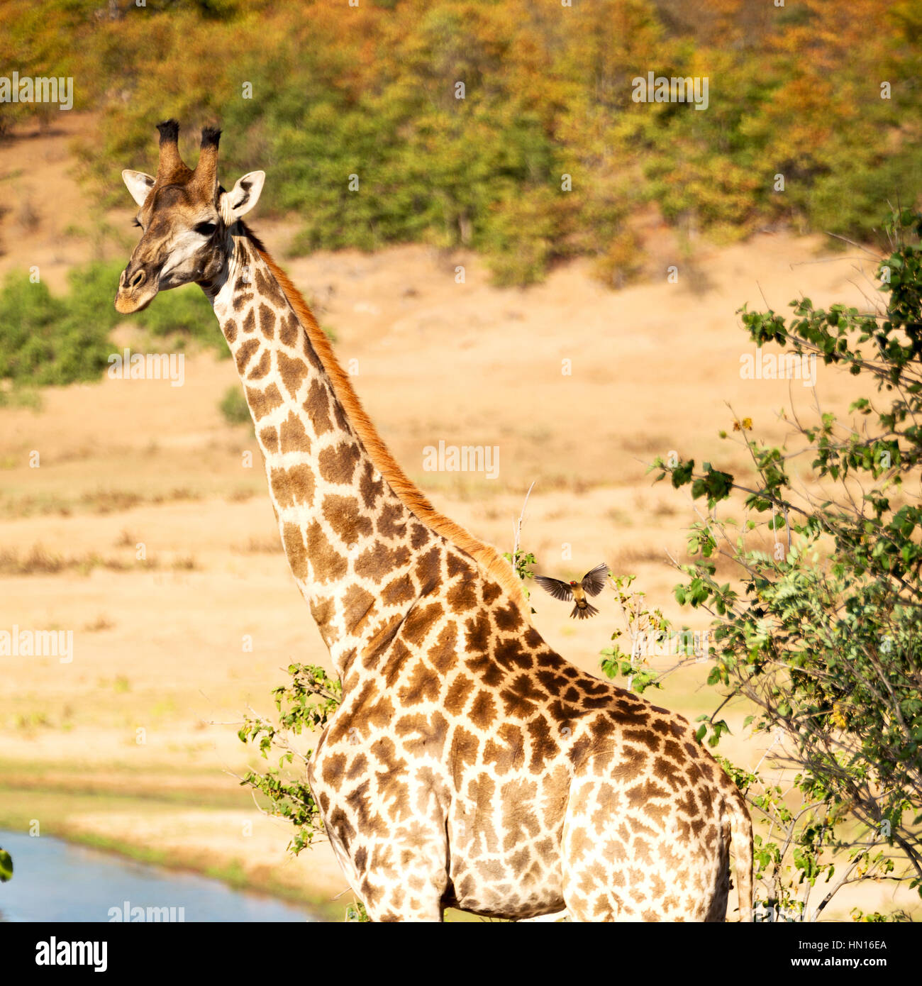 blur in south africa kruger wildlife nature reserve and wild giraffe ...