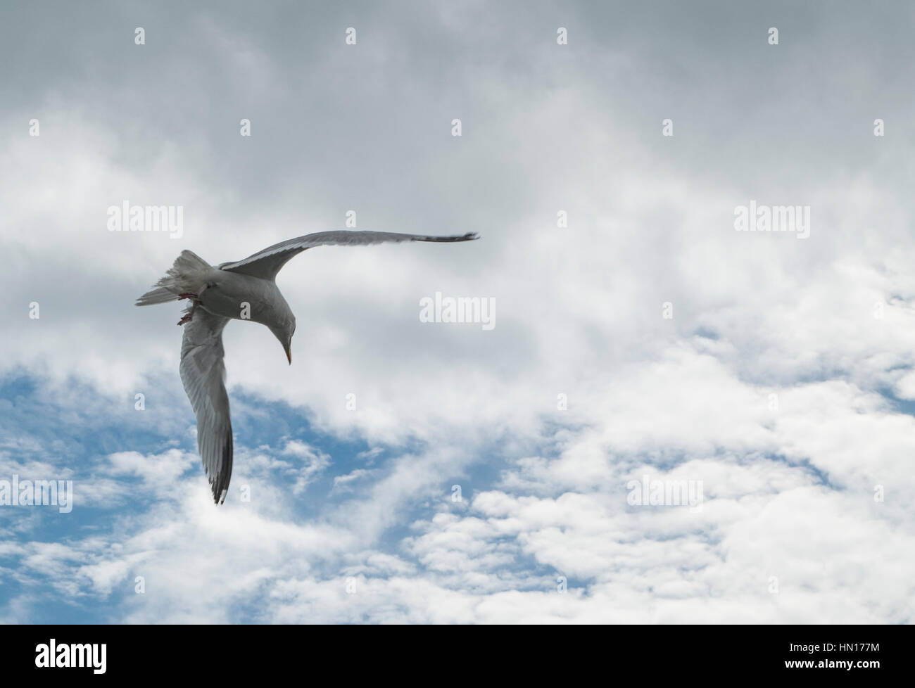 Gulls scavenge hi-res stock photography and images - Alamy