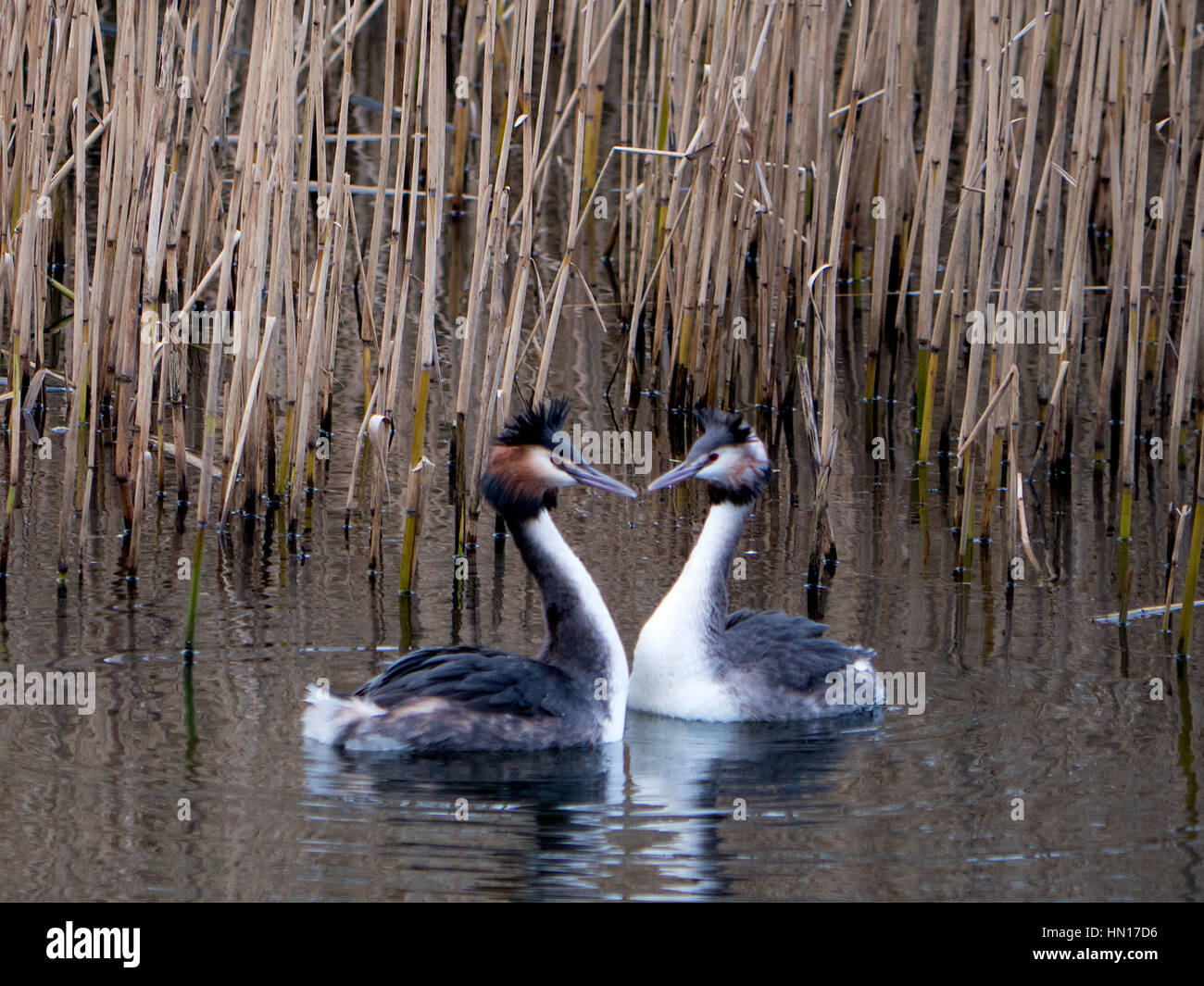 A pair of Great Crested Grebe's make a love heart shape with their ...