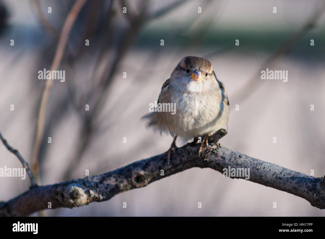 Disheveled Bird High Resolution Stock Photography and Images - Alamy