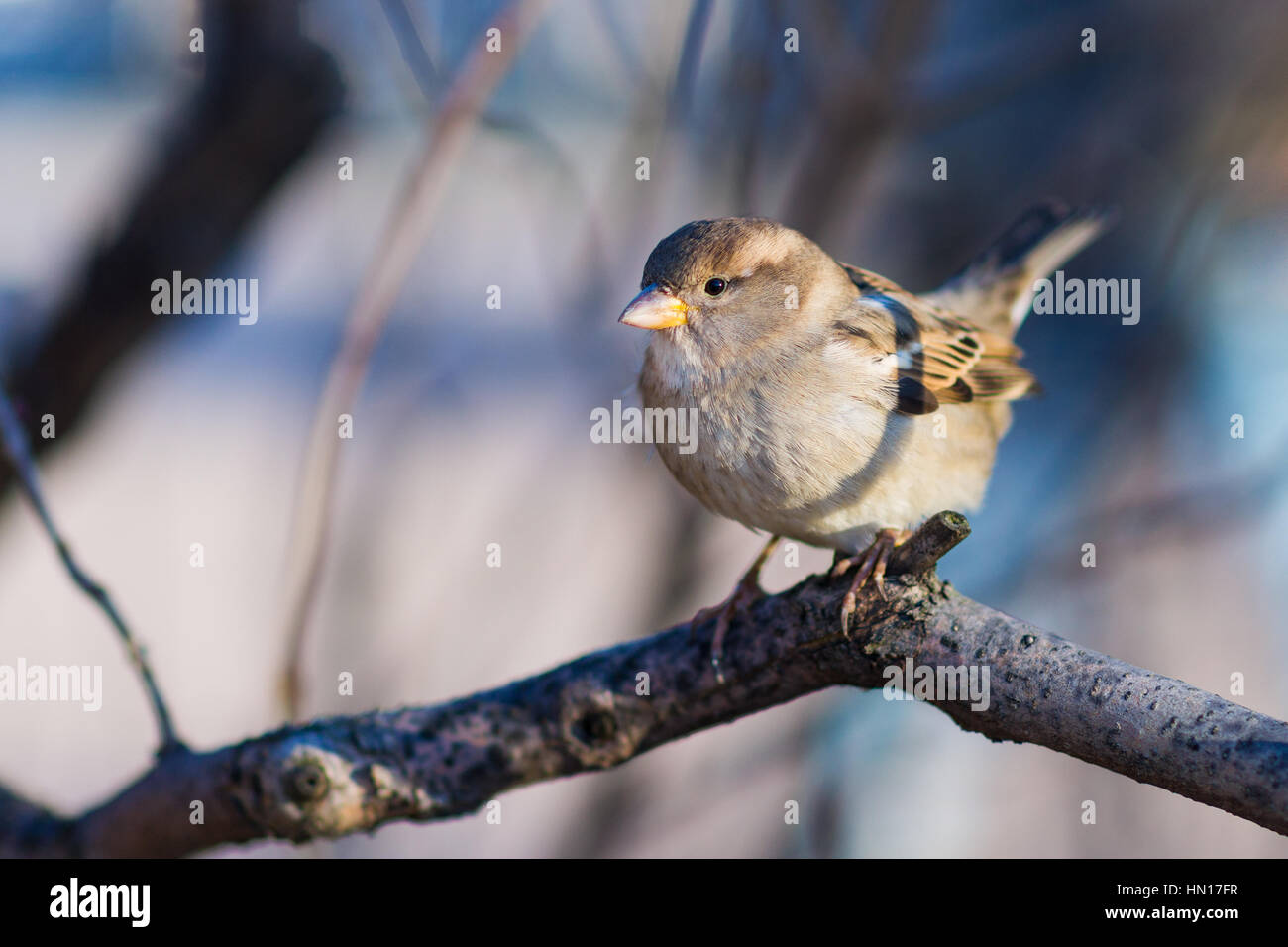 Biodiversity animal hi-res stock photography and images - Alamy