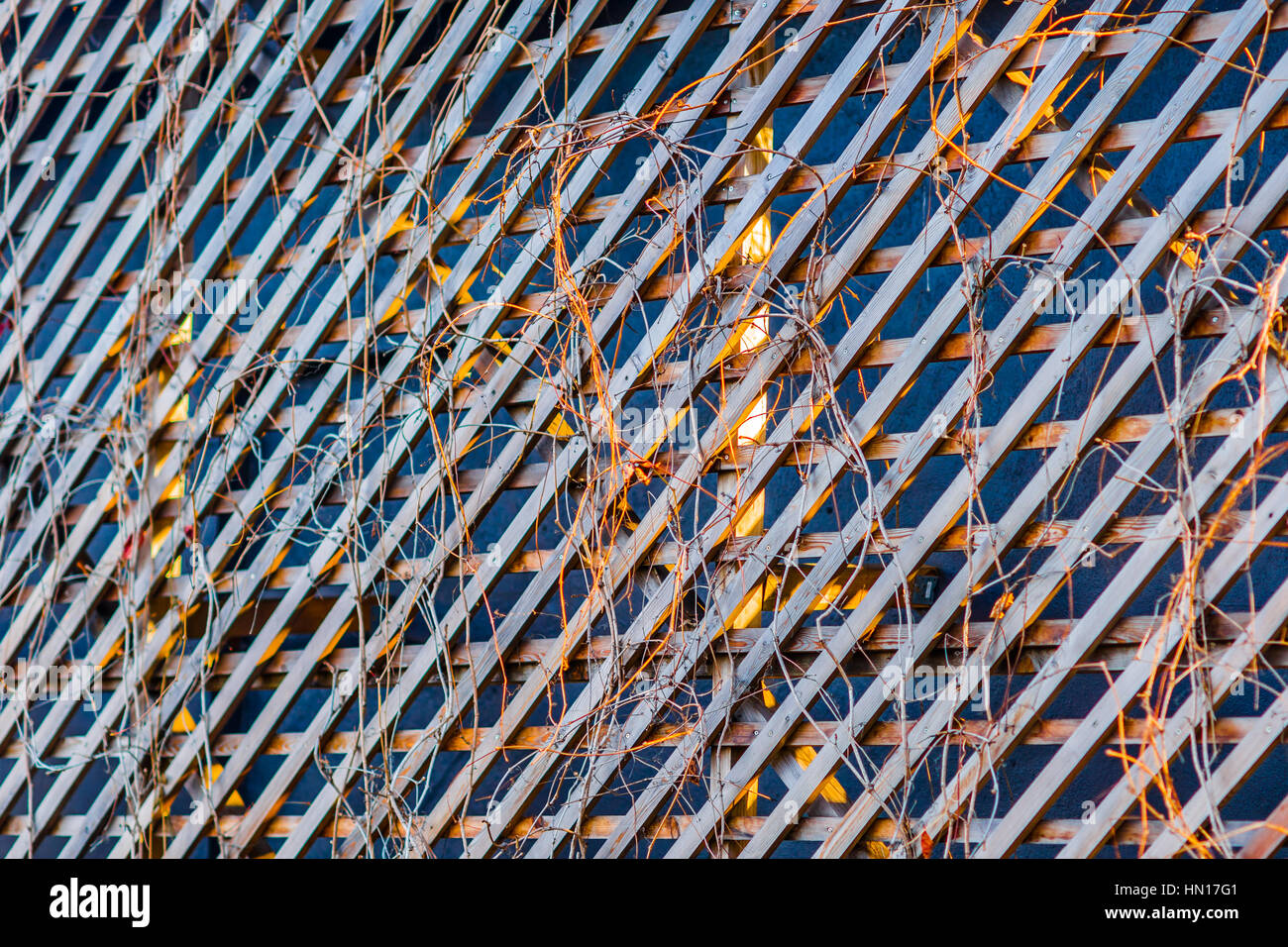 Creeping plants hi-res stock photography and images - Alamy