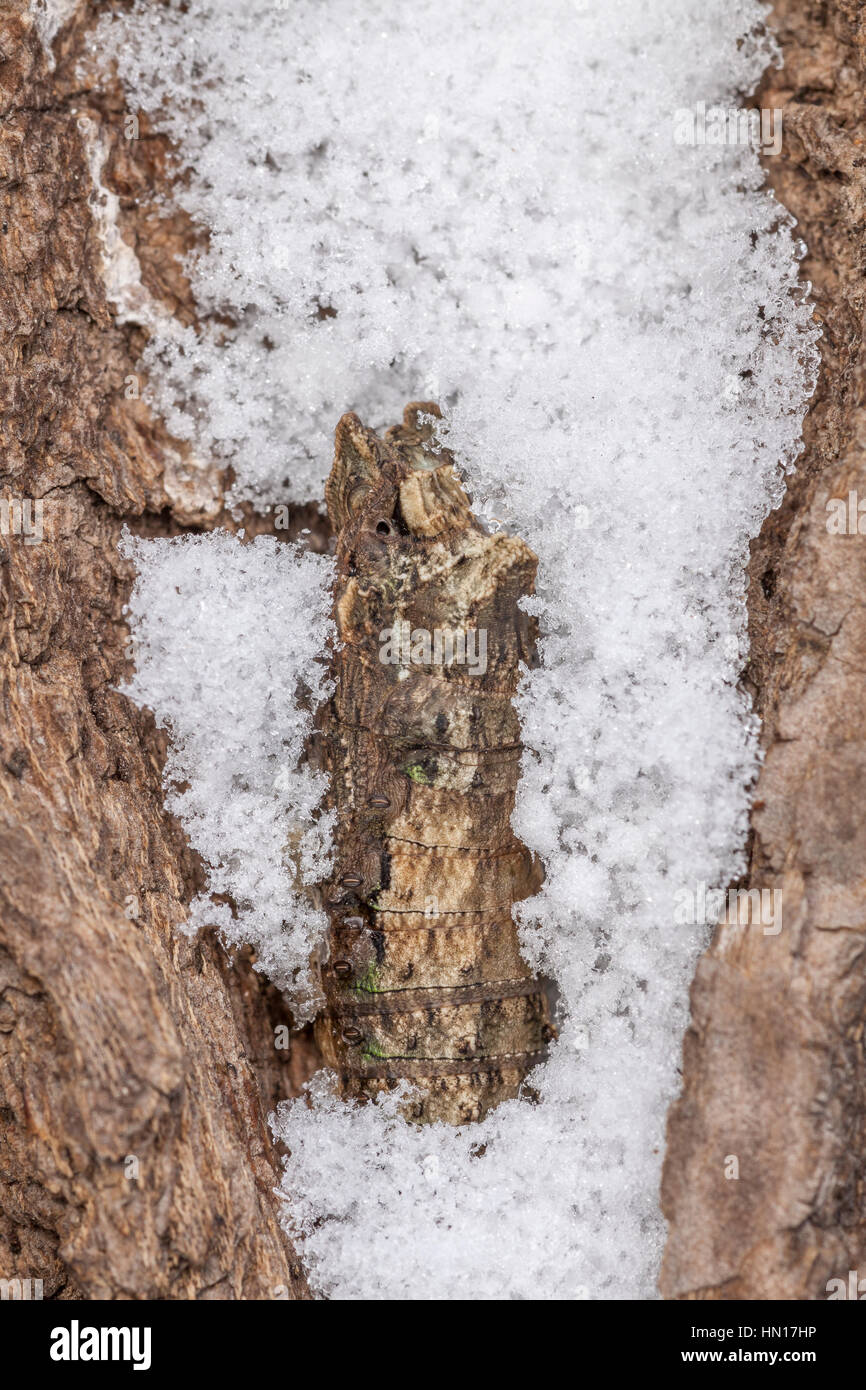 Eastern Tiger Swallowtail (Papilio glaucus) overwintering chrysalis in ...