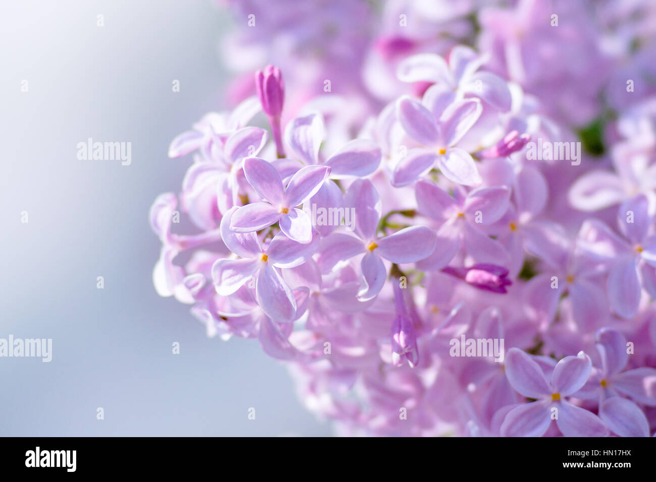 Closeup view of fresh, soft purple lilac flowers against gray ...