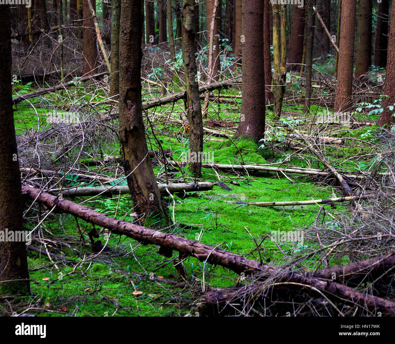 beautiful view of the forest landscape, the background Stock Photo - Alamy