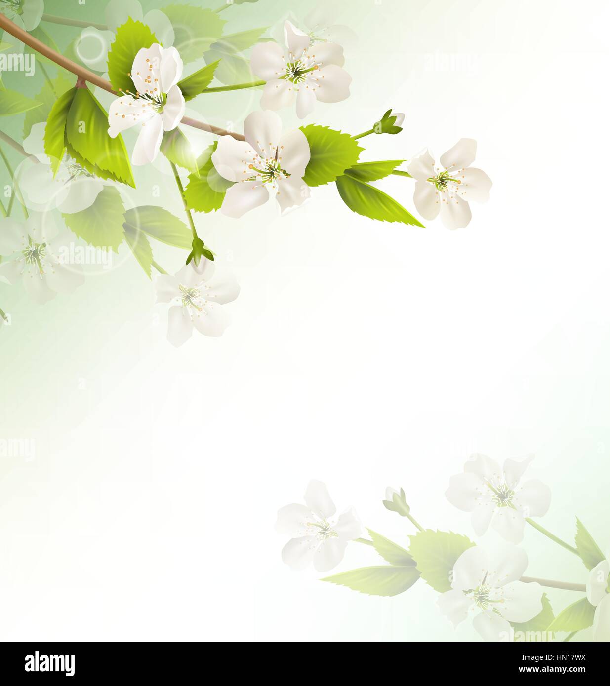 Flowers on plum tree Stock Vector Images - Alamy