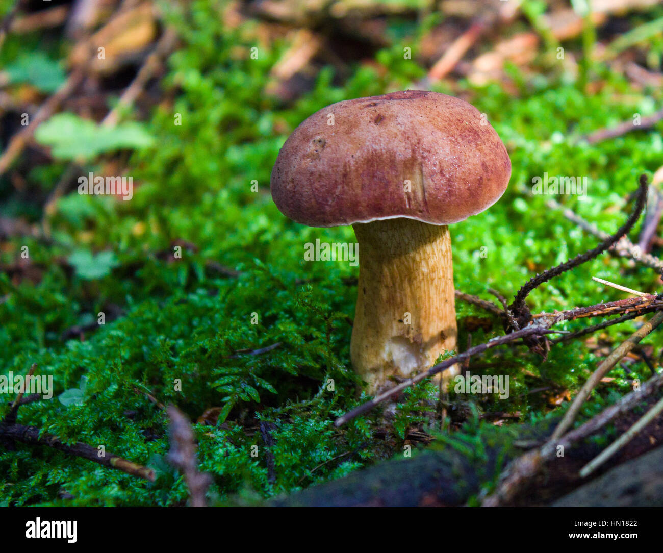 Mushroom. Mushroom porcini on moss in forest. Mushroom boletus edulis ...