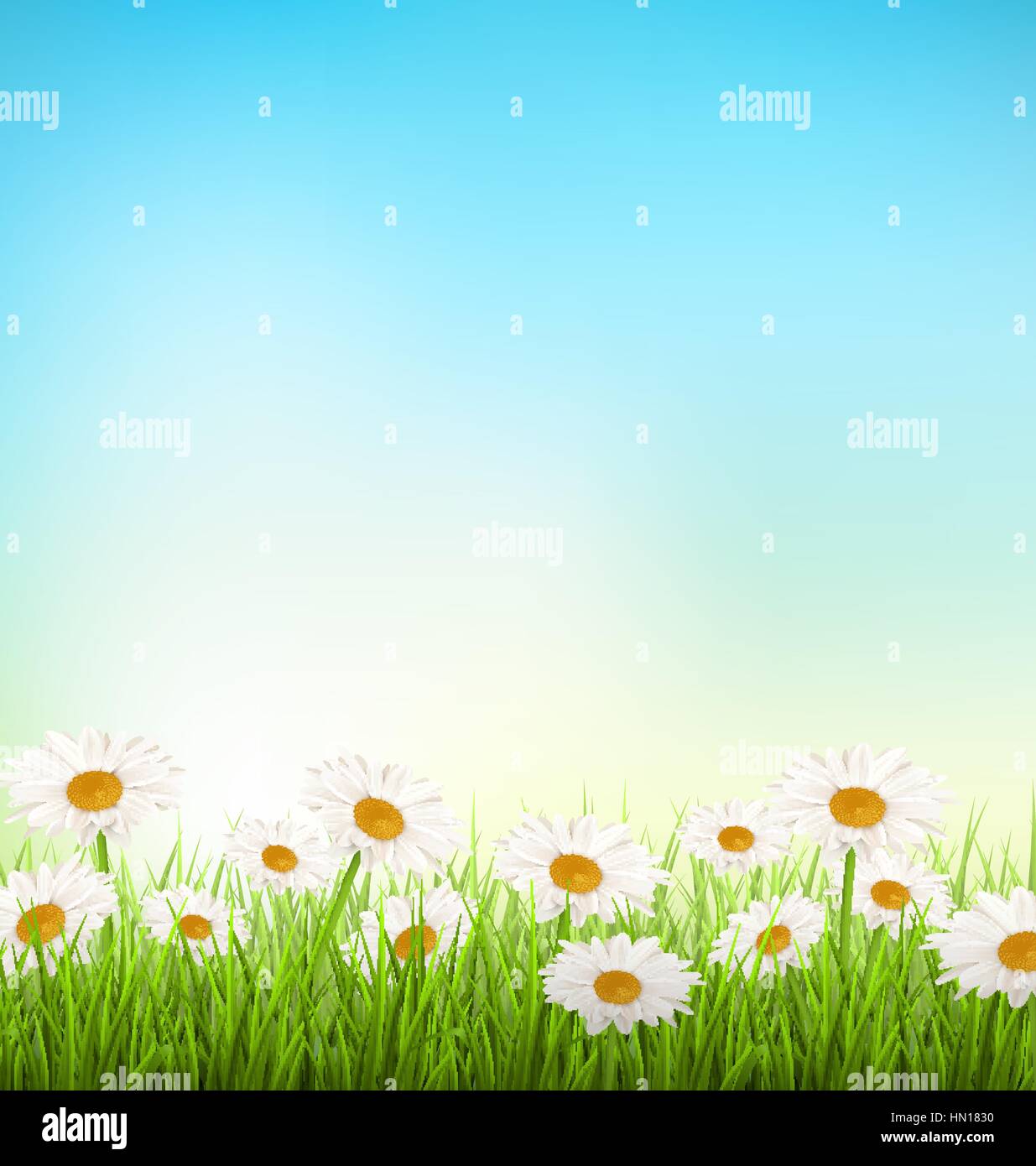 Daisy grass on lawn Stock Vector Images - Alamy