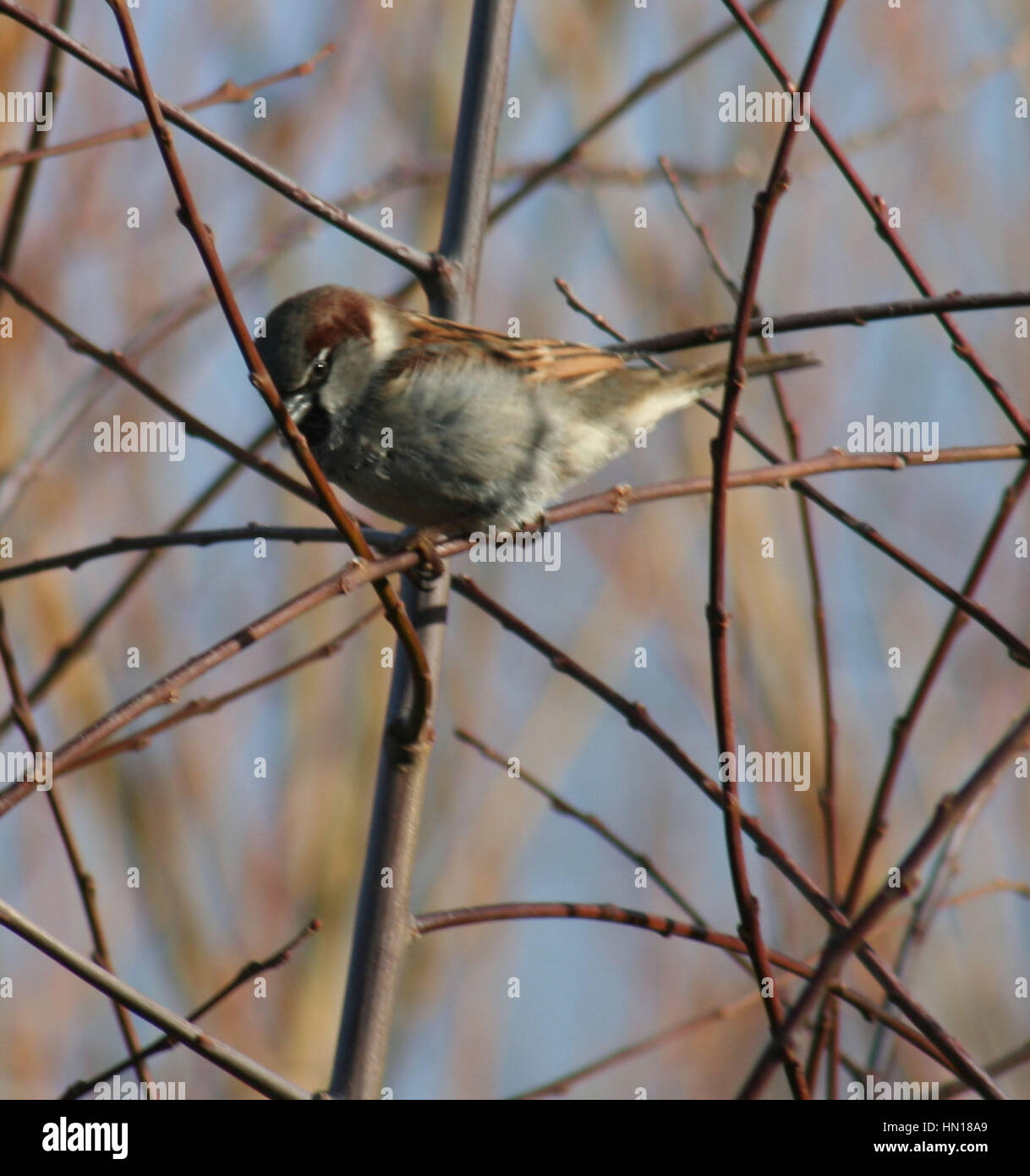 Pulborough brooks birds hi-res stock photography and images - Alamy