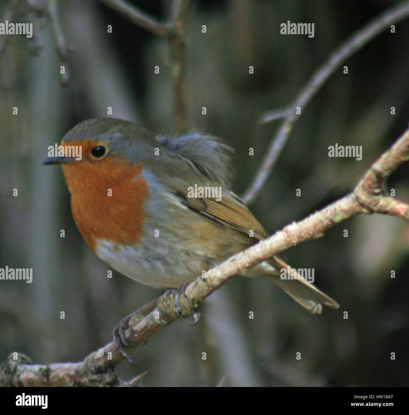 Pulborough brooks birds hi-res stock photography and images - Alamy