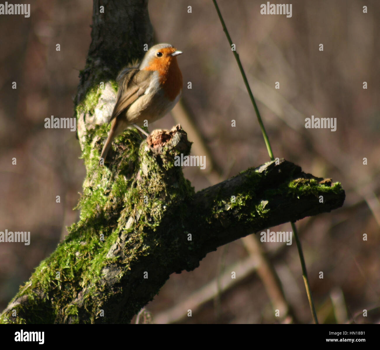 Pulborough brooks birds hi-res stock photography and images - Alamy