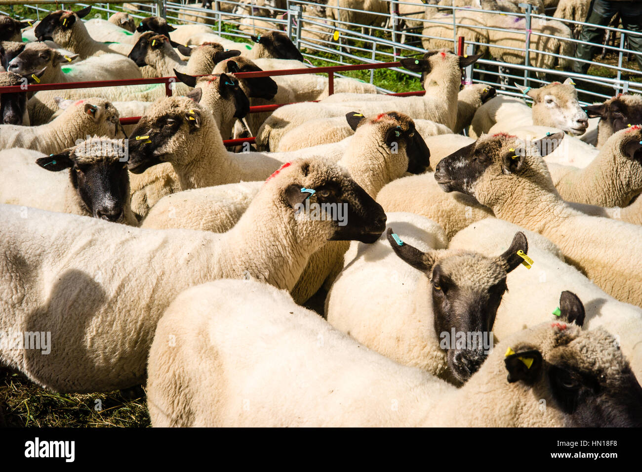 Sheep ready for auction at the Wilton Sheep sales in Wiltshire, England ...