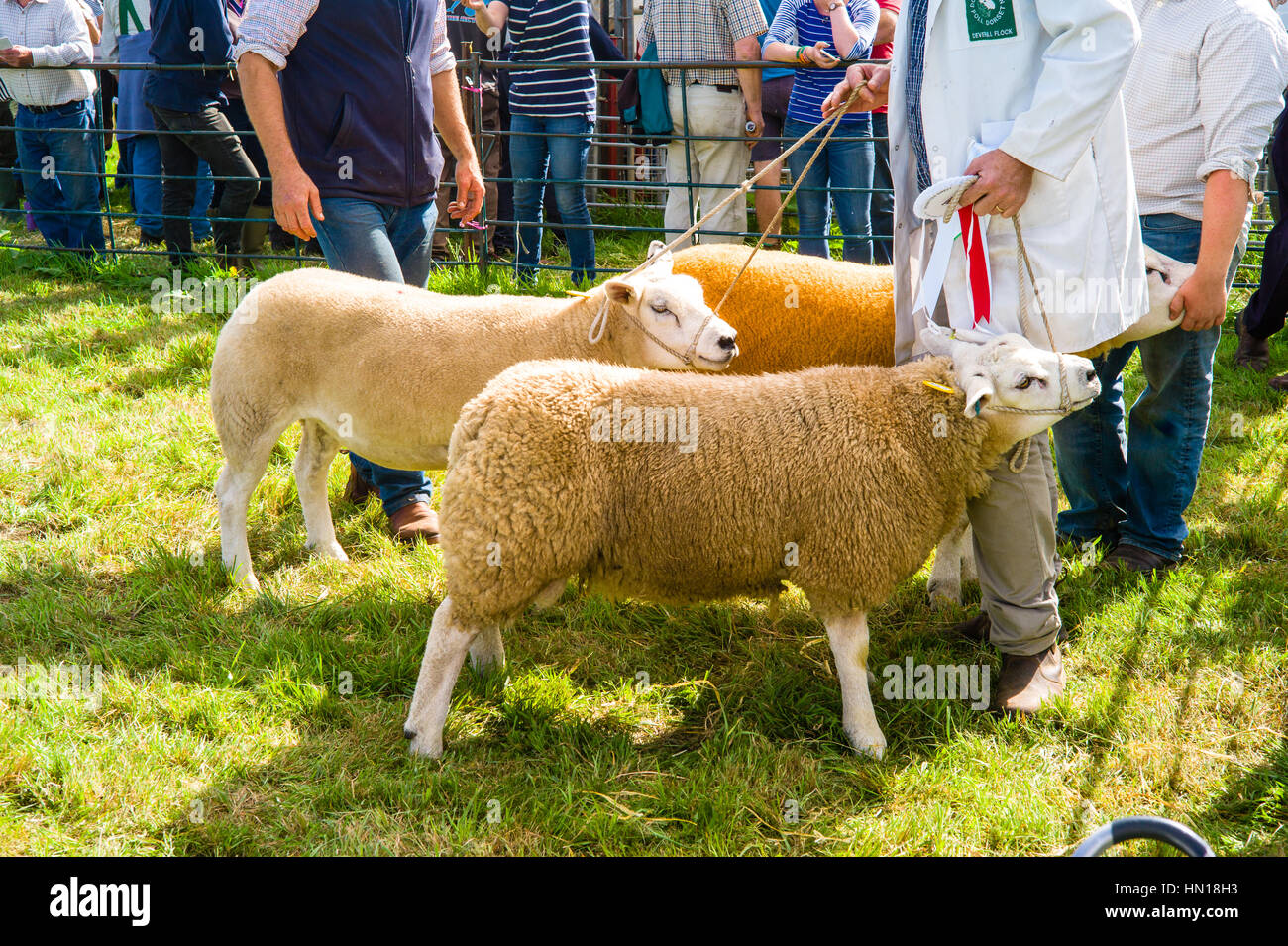 Three prize animals at the judging during the sheep sales at Wilton ...