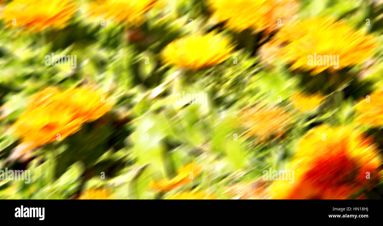 blur in the spring colors flowers and garden Stock Photo - Alamy