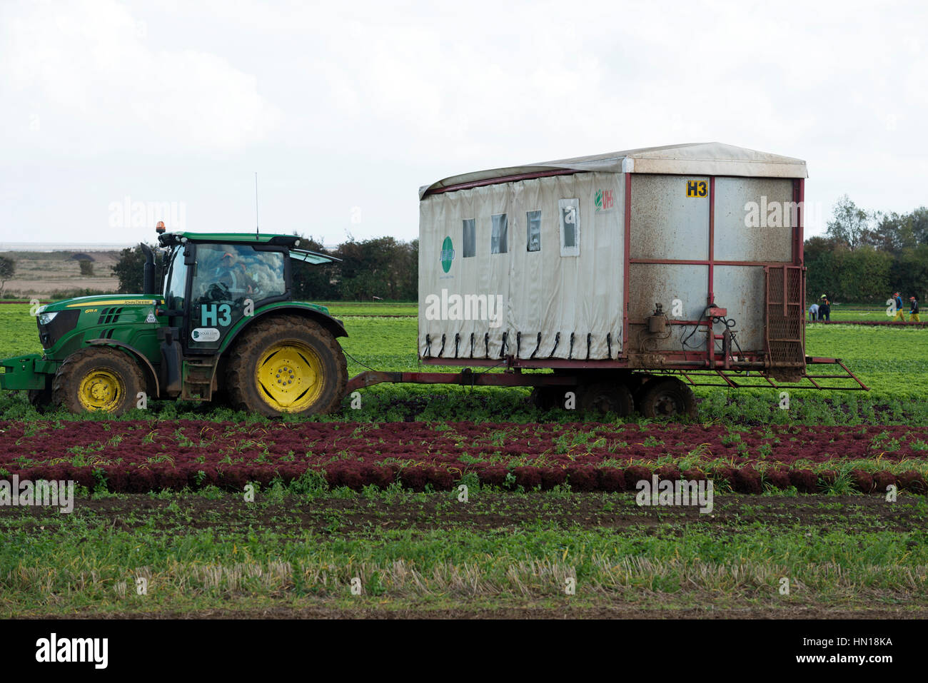 On field packing station for lettuce harvest, Bawdsey, Suffolk, UK ...