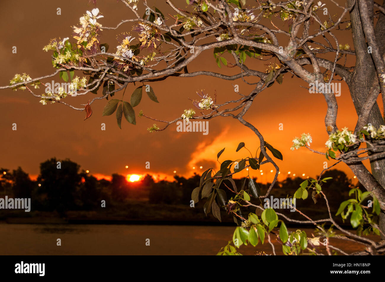 flower and tree in sunset Stock Photo - Alamy