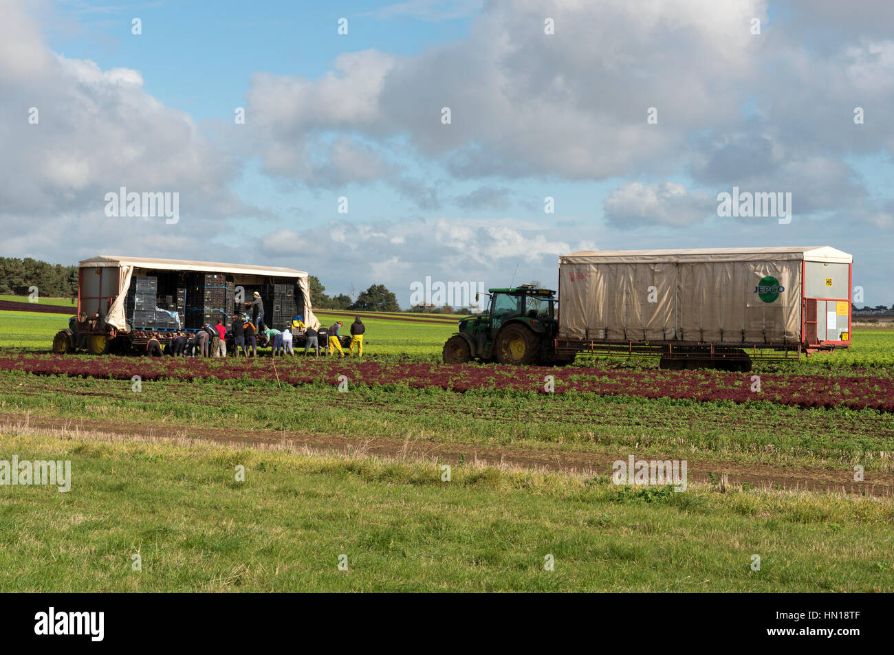 Workers from Eastern Europe harvesting lettuces on a farm in Bawdsey ...