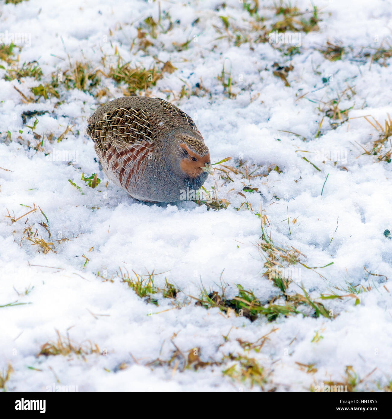 Partridge mountain hi-res stock photography and images - Alamy