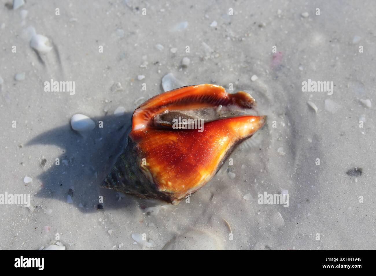 Seashell salt hi-res stock photography and images - Alamy