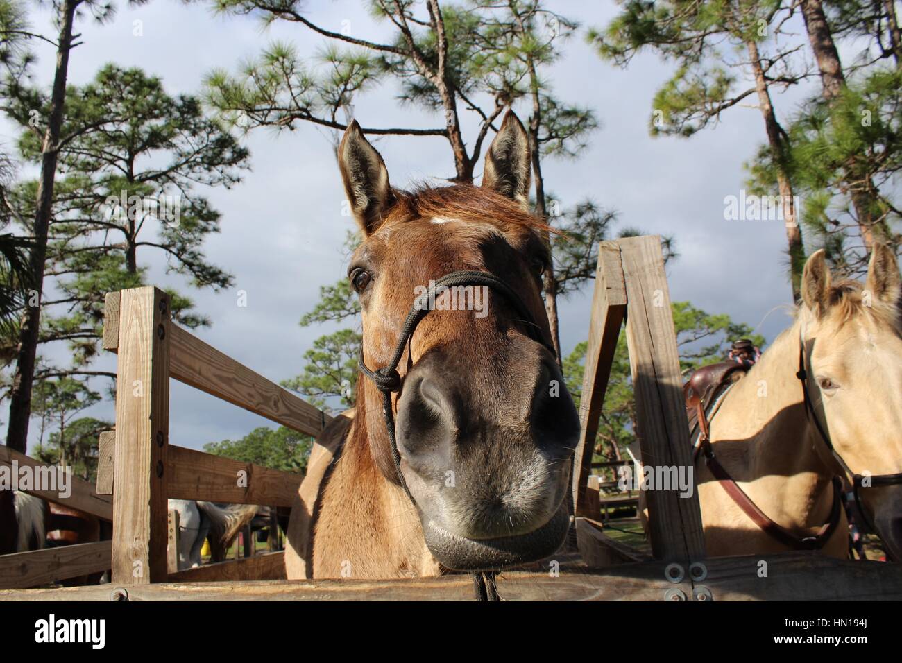 Nosy animal hi-res stock photography and images - Alamy