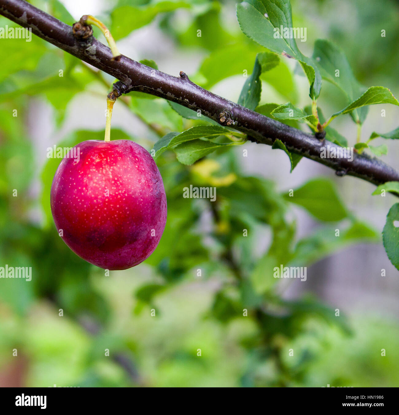 red plum on branch Stock Photo - Alamy