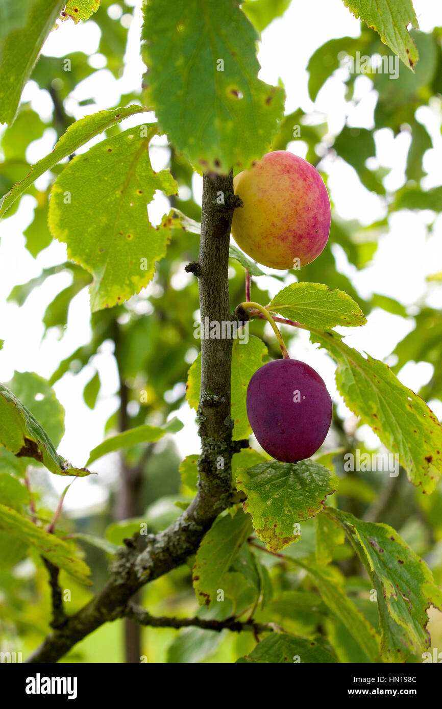 Plum on branch hi-res stock photography and images - Alamy